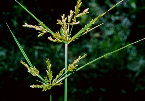 Cyperus Iria Cyperaceae