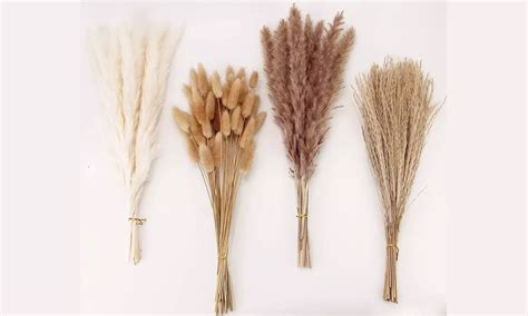 100 Pcs 17 Inch Natural Dried Groupon Goods