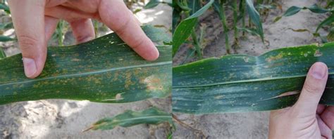 Southern Rust Identified In Corn Be Vigilant And Scout Panhandle Agriculture