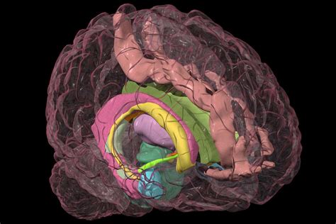 Limbic System Amygdala Hypothalamus Thalamus