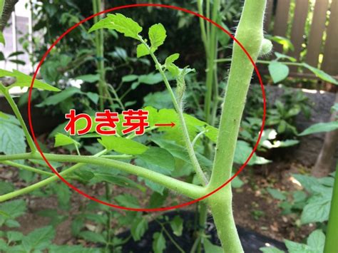 ミニトマトの育て方！プランターで初心者がベランダ栽培できる方法 家庭菜園インフォパーク