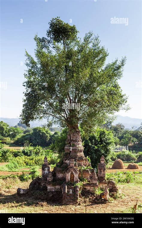 Green Tree Growing Through Bricks Of Ancient Pagoda In Hsipaw Myanmar Old Buddhist Stupa And