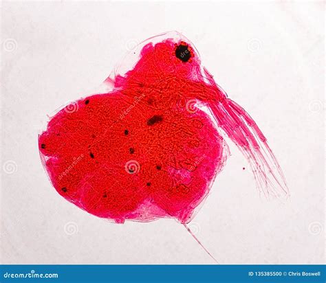 Microscopy Image Daphnia Water Flea Freshwater Aquatic Crustacean Stock