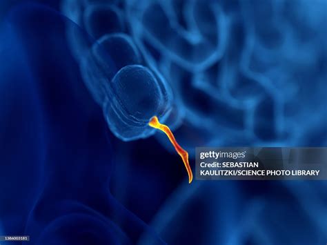 Human Appendix Illustration High Res Vector Graphic Getty Images