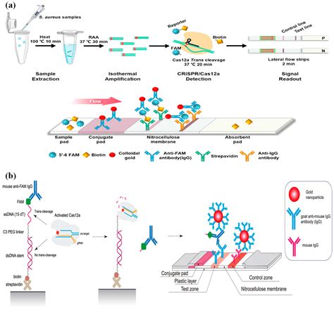 Recent Advances In Crispr Cas System Based Biosensors For The Detection Of Foodborne Pathogenic