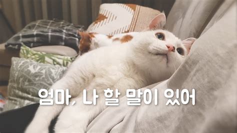 고양이가 집사를 엄마로 받아들인다면 Youtube