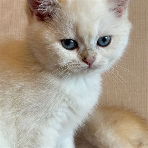 British Golden Chinchilla 🇬🇪 ბრიტანული შინშილა Joyful Whiskers • Instagram Photos And Videos