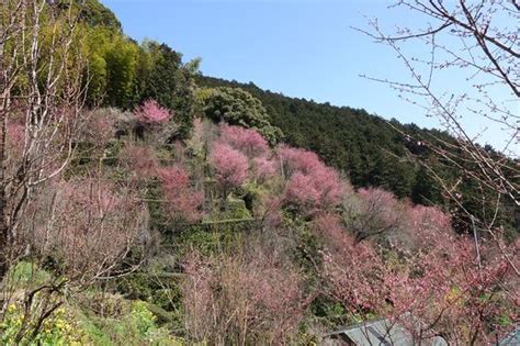 根府川おかめ桜まつり 2025年の見頃と現在の開花状況は小田原観光 歩いてみたブログ