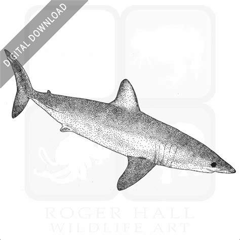 Mako Shark Drawing