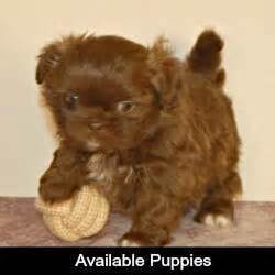 Shih Tzu Coat Colors A Comprehensive Guide To Color And Genetics