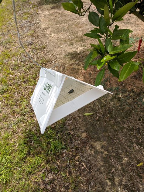 Citrus Leafminer Sampling Techniques Citrus Industry Magazine