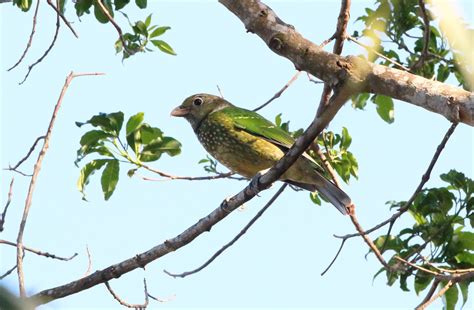 Green Catbird Or Female Satin Bowerbird Birds In Backyards
