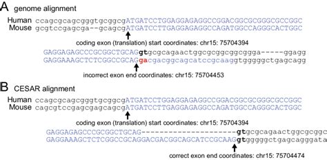 Coordinates Of Aligned Exon Boundaries Do Not Always Correspond To Real