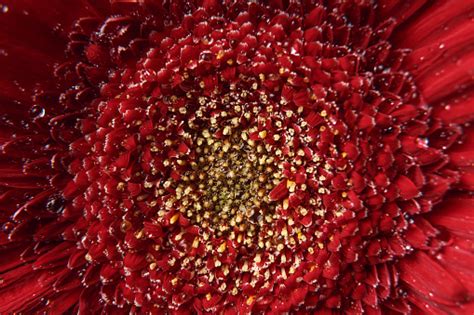 자연 배경입니다 여름 봄 컨셉 신선한 빨간 거버 배경입니다 추상적 인 자연 질감과 배경 유기 패턴의 매크로보기 공간을 복사합니다 매크로 샷 텍스처 거버 클로즈업 0명에 대한