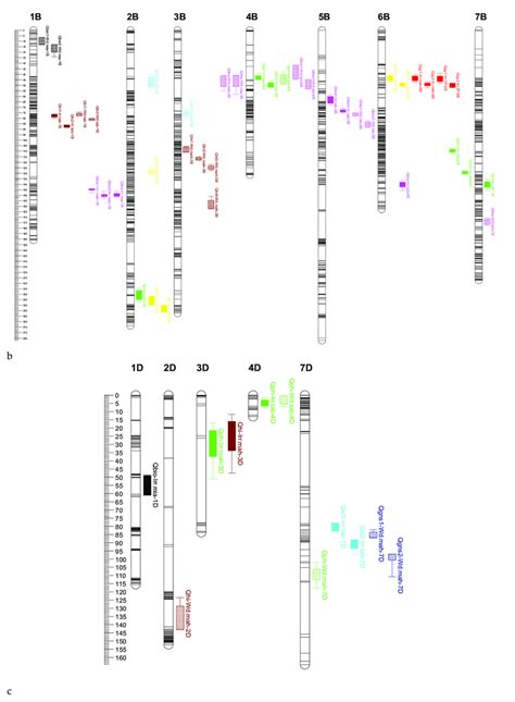 Location Of Qtls On The Genetic Linkage Map Of Wheat Developed From The Download Scientific