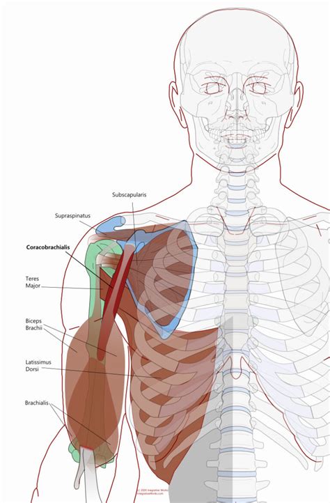 Coracobrachialis Functional Anatomy Integrative Works