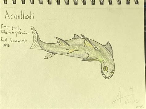 Decided Too Draw The Acanthodii The First Shark Species From The Permian Period About 280