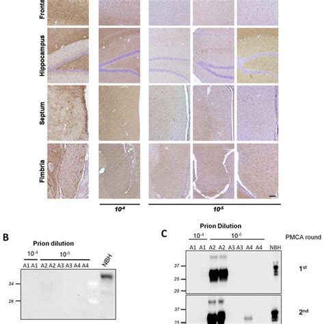 Histological And Biochemical Detection Of Prp Sc In The Brains Of Download Scientific Diagram