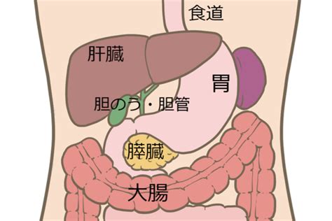 消化器領域 消化器系の概観 Kfswcu