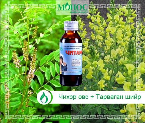 Монос Эмийн Үйлдвэр [Чихэр өвс] Чихэр өвсний найрлагандаа тритерпент сапонин буюу