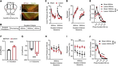 Orbitofrontal Cortex Populations Are Differentially Recruited To