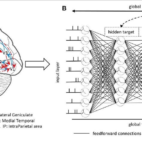 A The Feedforward And Feedback Interactions In The Brain The