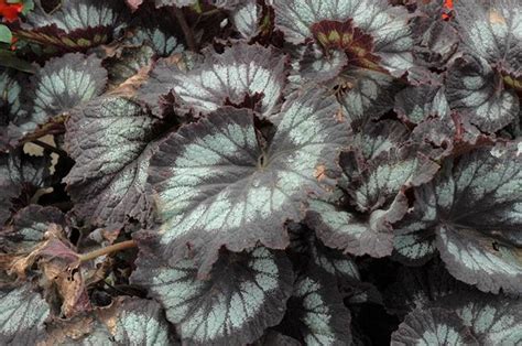 Begonia X Tuberhybrida Silver Swirl Begonia Jurassic™ Silver Swirl