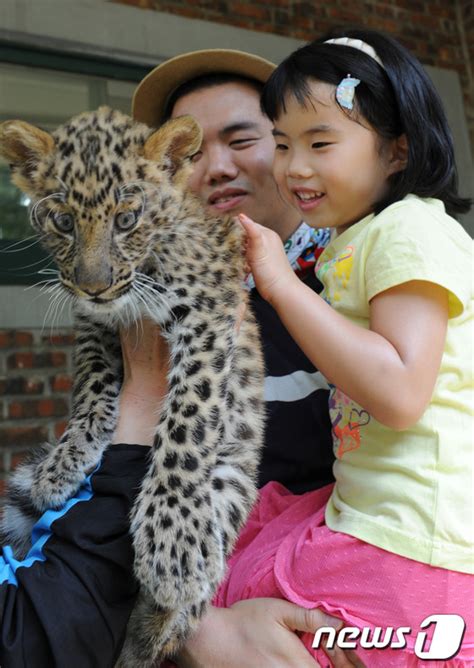 표범아 안녕 뉴스1
