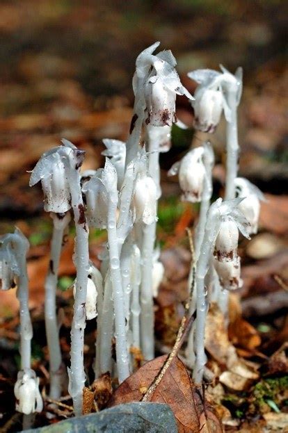 Saprophytic Plants Indian Pipe