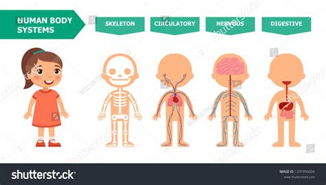 인체의 구조 아이들의 해부학 시스템골격 스톡 벡터로열티 프리 1331956004