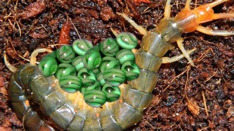 House Centipede Eggs