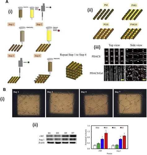 A Schematic Diagram Of I Bioprinting Process First A Framework Download Scientific