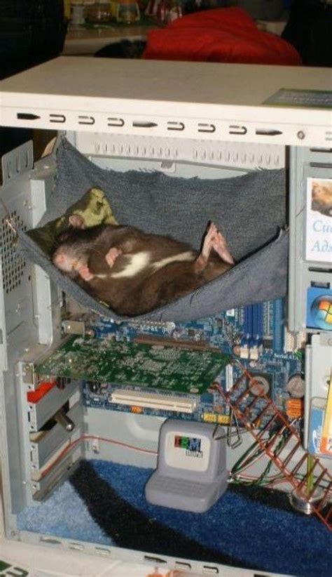 Computer Rat Home