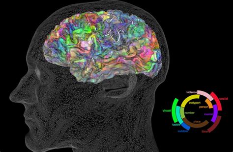 Brain Concept Map Png Cerenaut