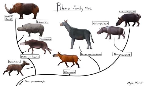 Rhino Evolution