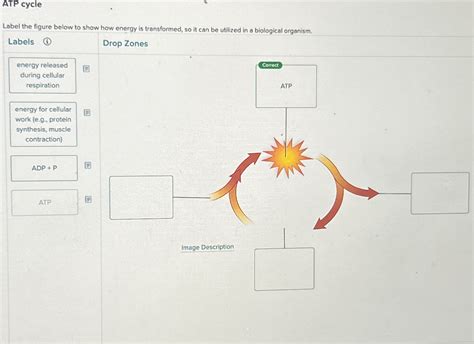 Solved ATP CycleLabel The Figure Below To Show How Energy Is Chegg Com