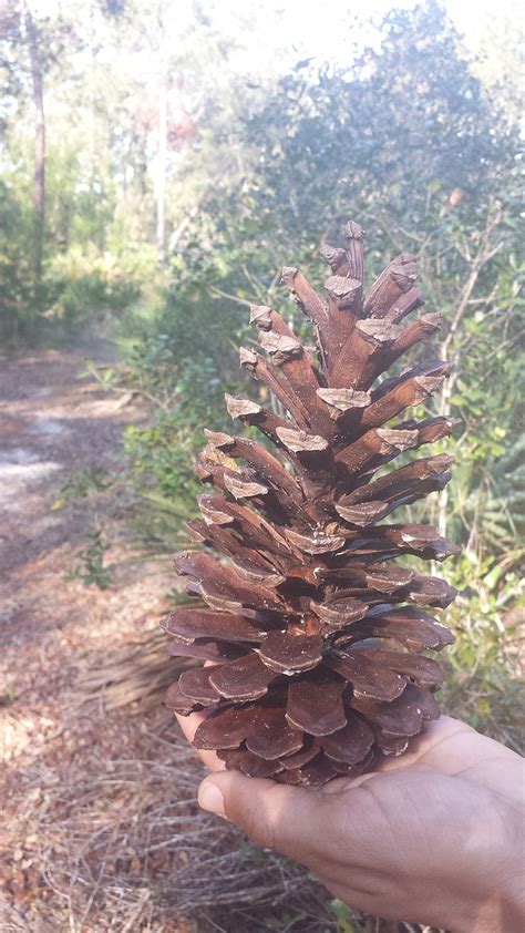 Pinecone Nature Forest Free Photo On Pixabay Pixabay
