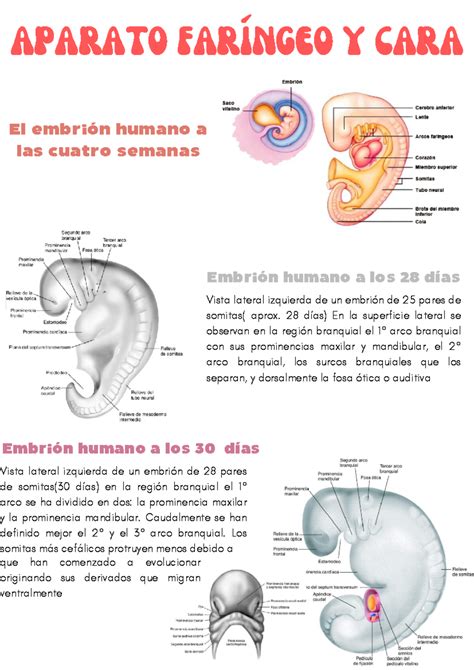 Aparato Faringeo Y Cara Embriologia Aparato FarÍngeo Y Cara El