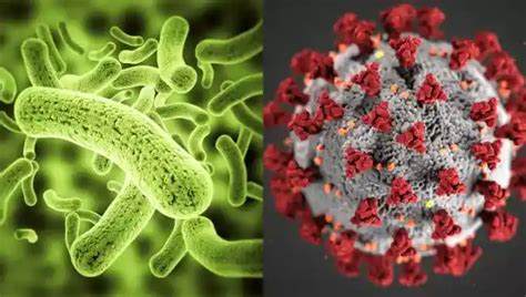 What Is The Difference Between Viruses And Bacteria