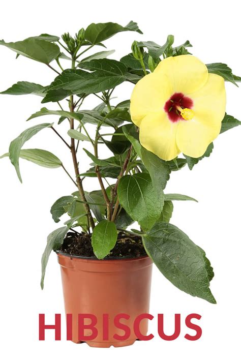 The Best Ways To Grow Care And Utilize Hibiscus Plants Home Gardeners