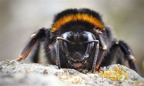Are Bees Endangered Facts About Bee Populations And Conservation