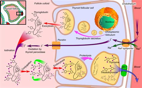 Thyroid Gland Structure Hormones Functions Disorders Biology Notes Online