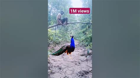 Catching A Peacok Peacock Trending Subscribe Shots Youtubeshorts
