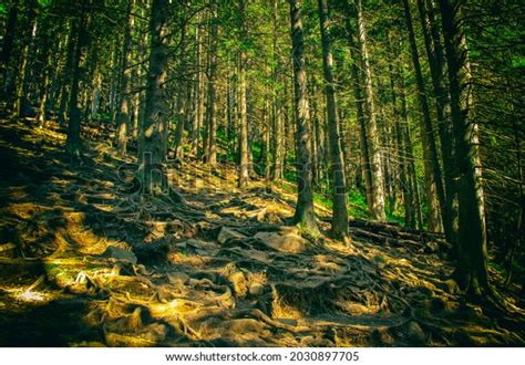 Intertwined Tree Roots On Surface Soil Stock Photo Shutterstock