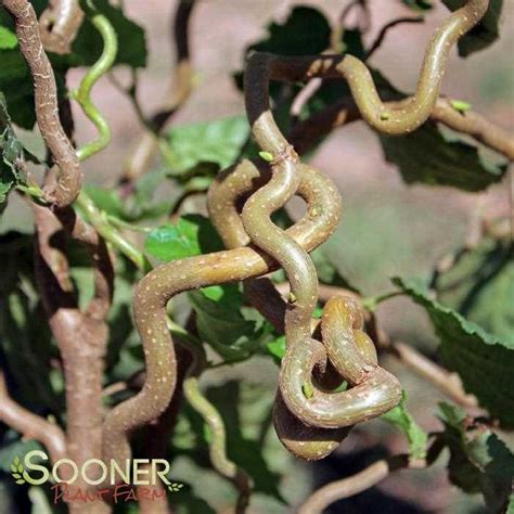 Harry Lauder Walking Stick A Guide To Growing And Caring For This