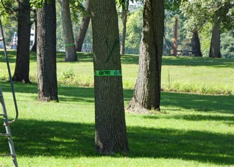 Warning Signs That A Tree Needs To Be Cut Down