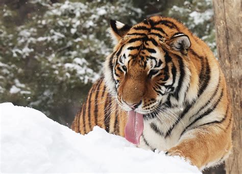 사진톡톡 눈이 반가운 한국호랑이 연합뉴스