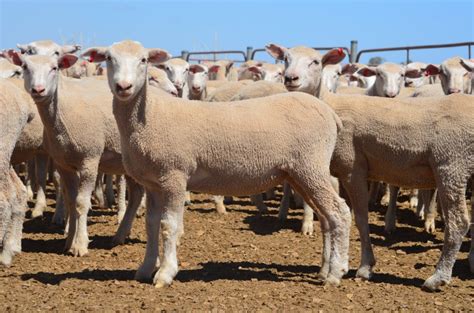 Lot 802 540 Mixed Sex Store Lambs Auctionsplus