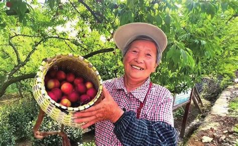 水果飘香季 村民采摘富硒李 中安新闻 中安新闻客户端 中安在线