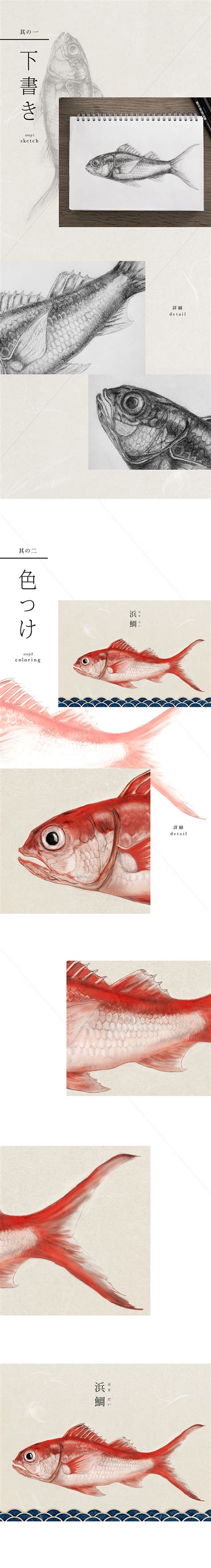 Queen Snapper Drawing On Behance